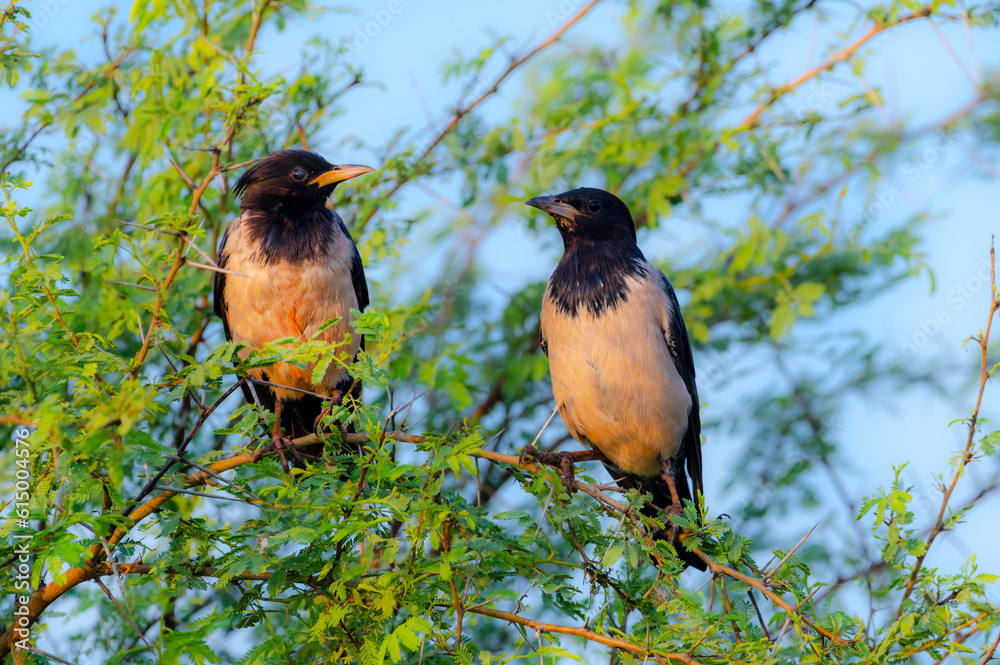 pair of rosy starling on the tree in blur background, The rosy starling ...
