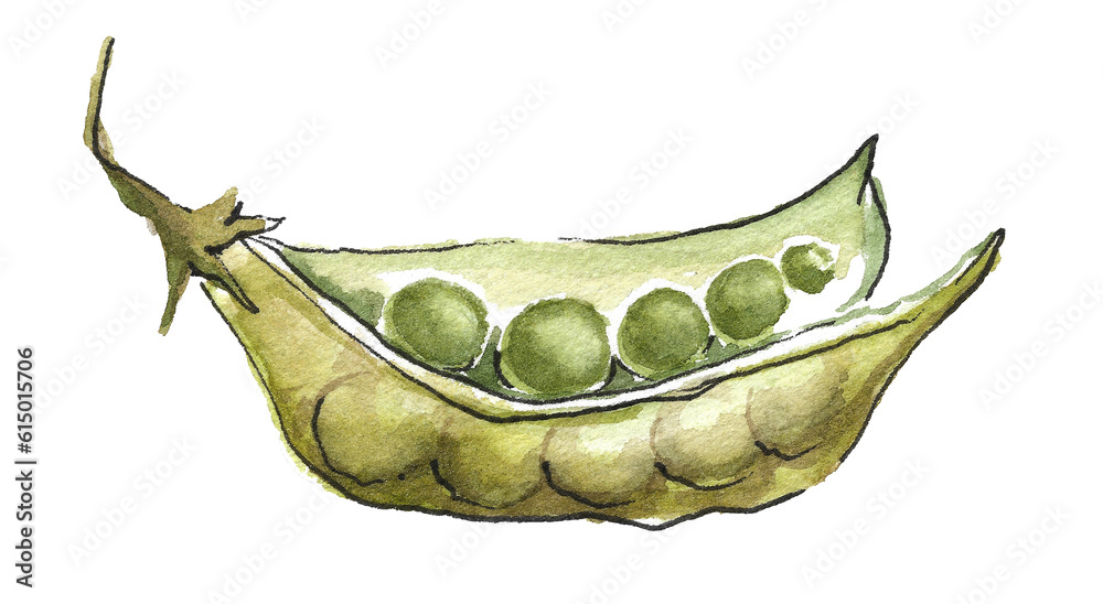 Opened green pea pod with peas. Hand drawn watercolor isolated on white ...