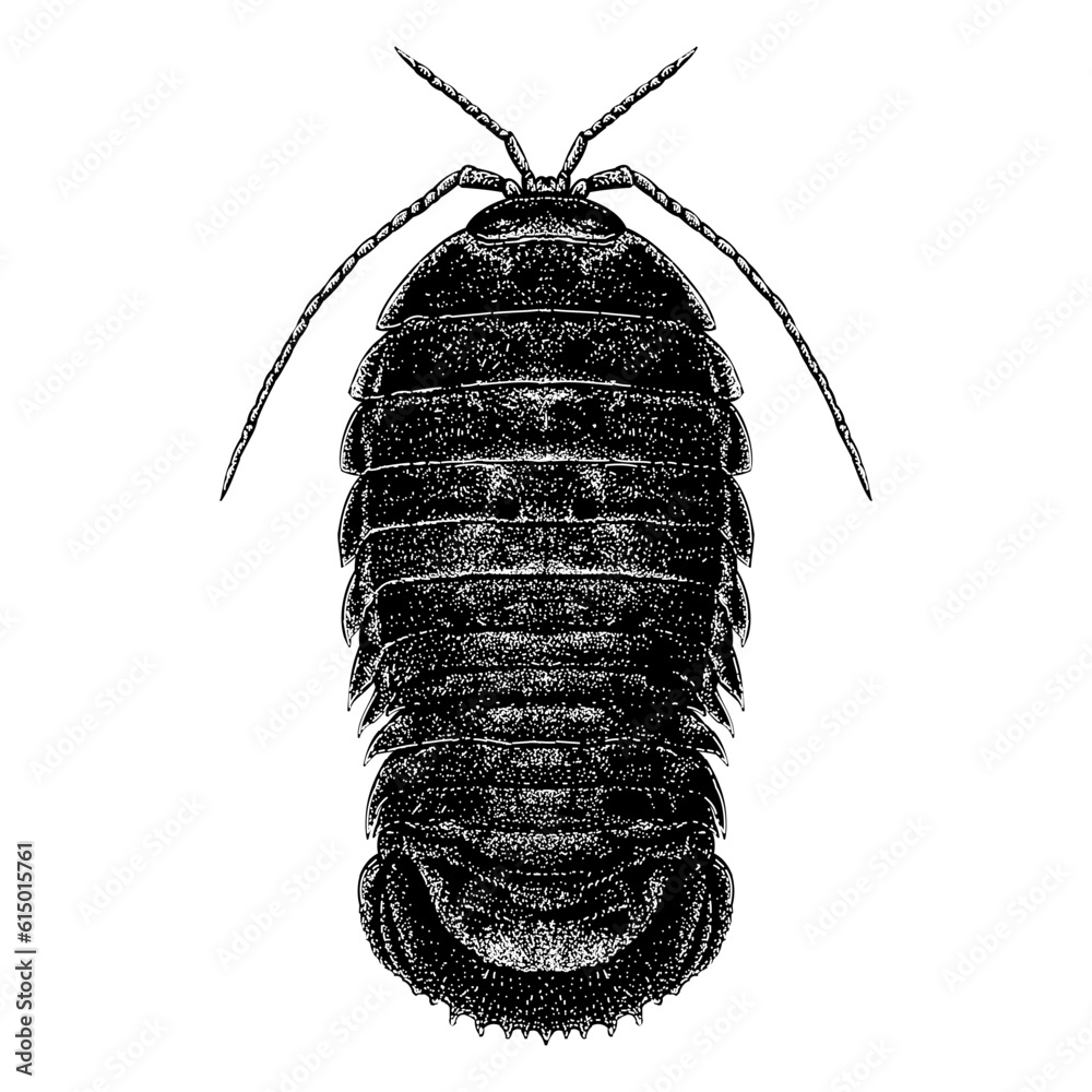 Giant Isopod hand drawing vector isolated on background. Stock Vector ...