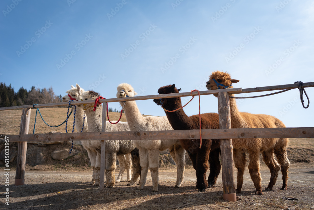 Allevamento di Alpaca in Trentino Alto Adige, passeggiata con gli ...