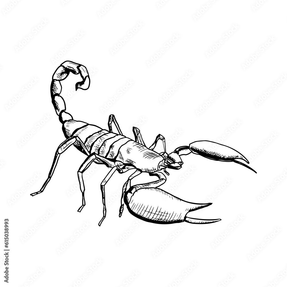 Scorpion illustration. Vector sketch. Isolated object on a white ...