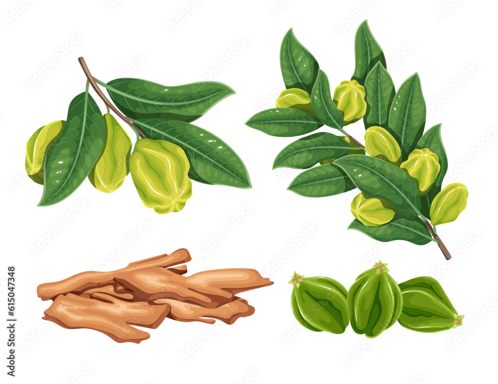 Arjuna set vector illustration. Cartoon isolated fruits grow on branch ...