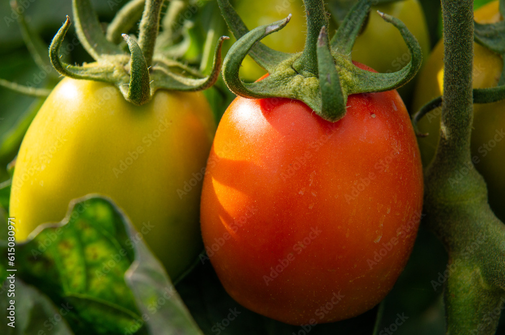 Macro fotografía de un tomate rojo en su planta, iluminado por rayos ...