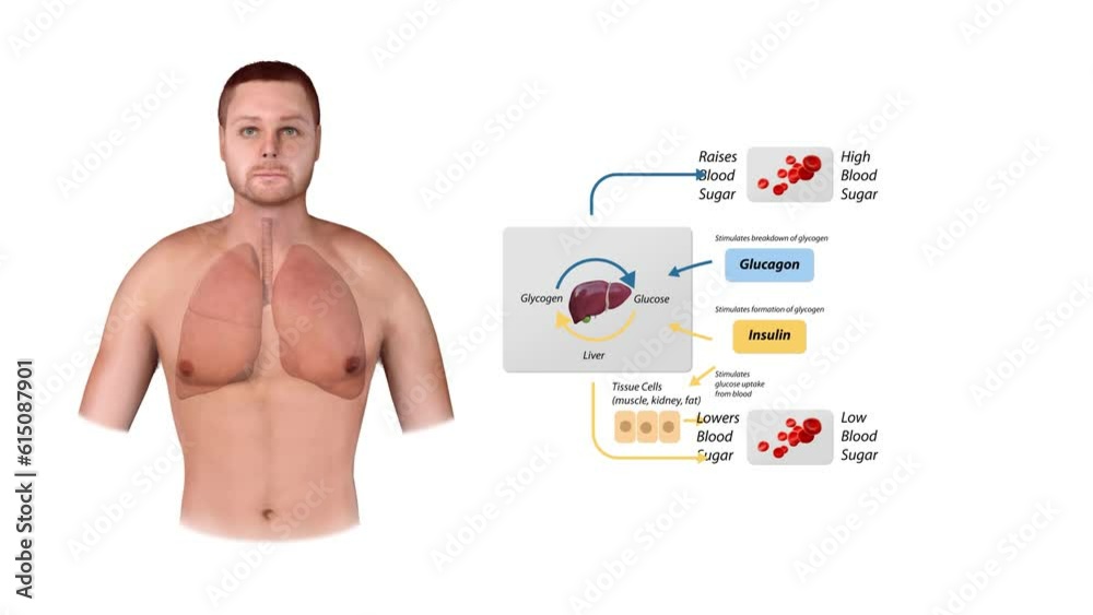 Blood sugar regulation illustration. Labeled process cycle scheme ... Blood sugar regulation illustration. Labeled process cycle scheme ...