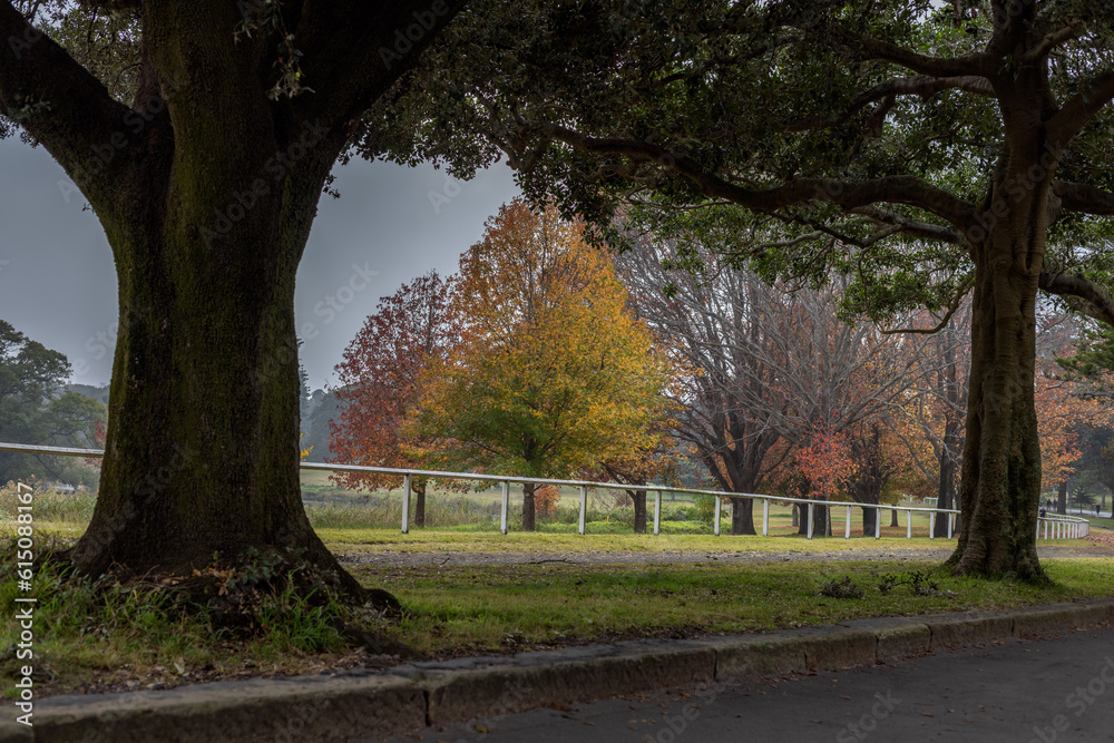 Autumn landscape naturally framed between two trees, in Centennial Park ...