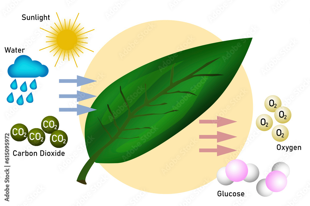 Diagram of Photosynthesis for biology and life science education Stock ...