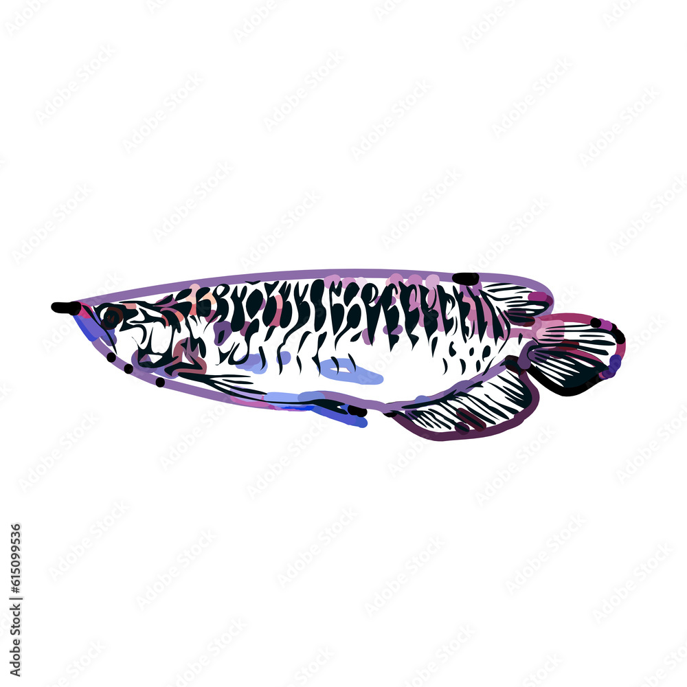 Arowana fish color sketch with transparent background Stock ...
