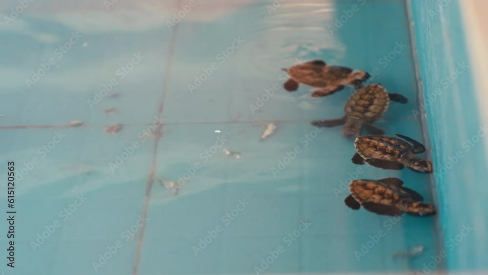 Five cute little turtles swimming in a blue tiled swimming pool ...