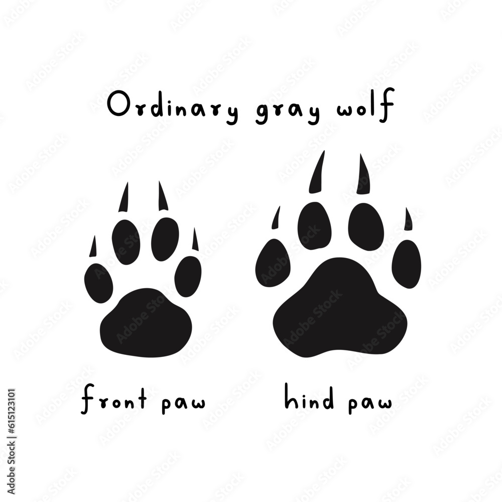 Wolf tracks. Drawing of wolf paw print. Trail of predator's front and ...