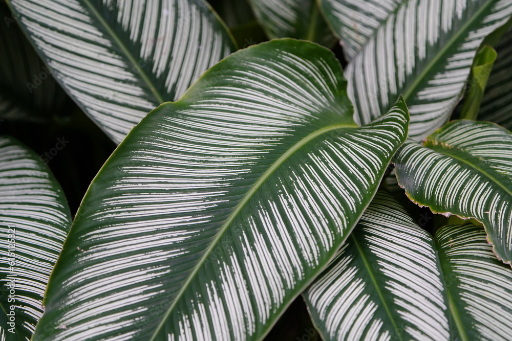 Pilea repens is a plant which is sometimes cultivated, especially where ...