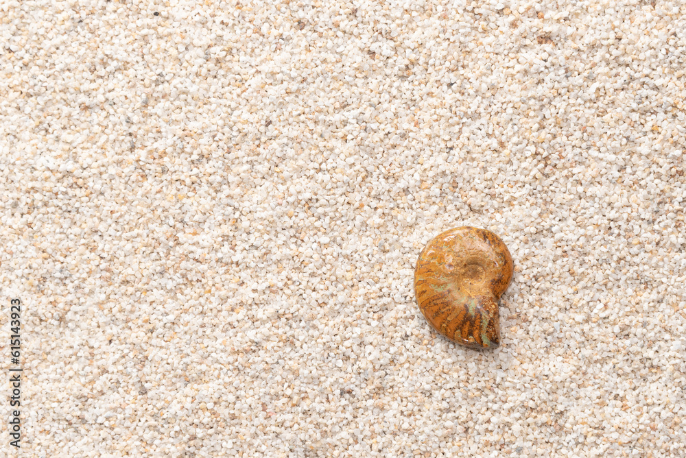Petrified Nautilus shell in the sand. A nautilus shell, symbolic of ...