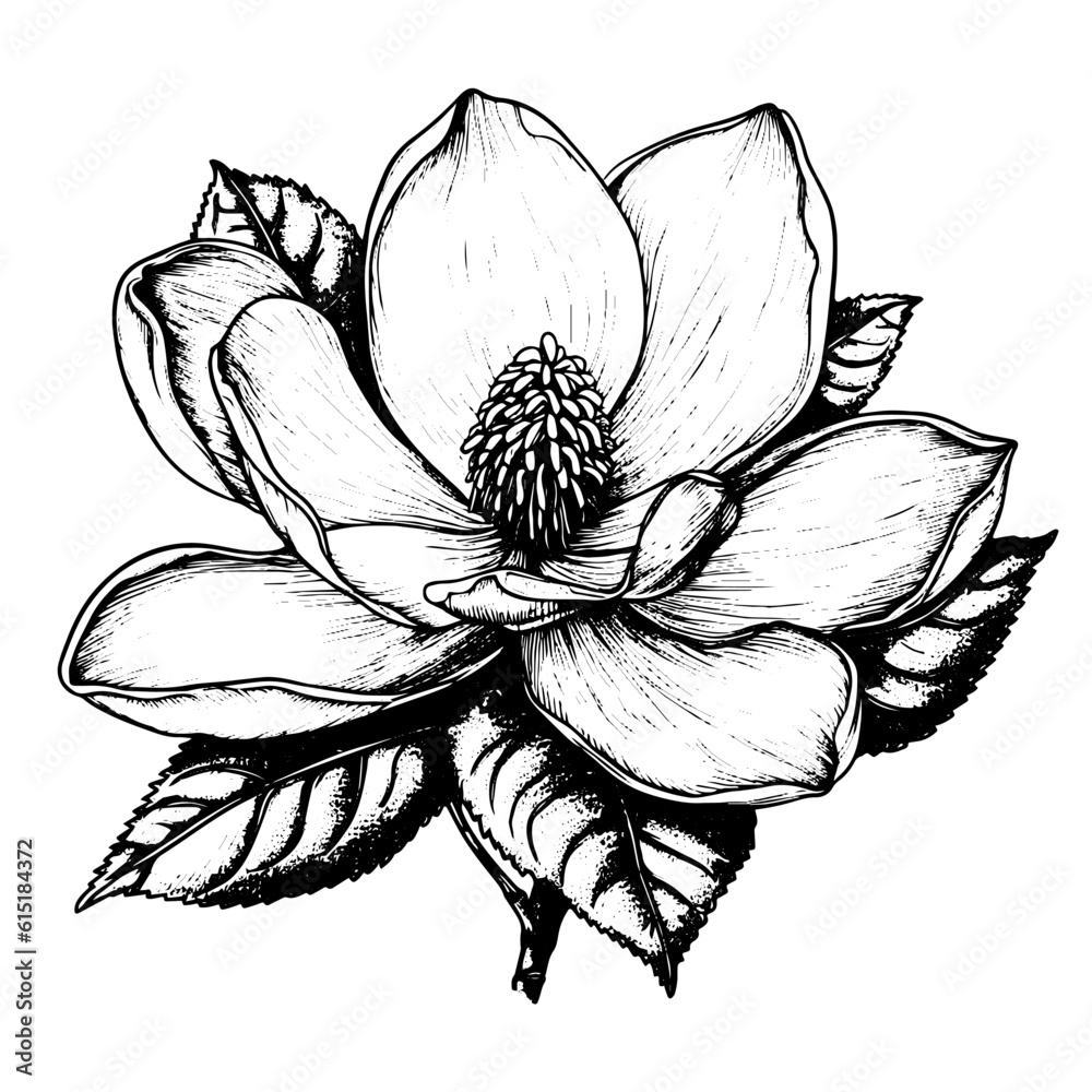 magnolia vector drawing. Isolated hand drawn, engraved style ...