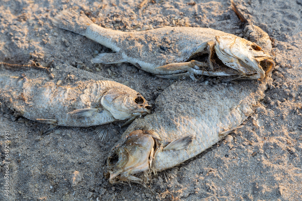 Dead fish and bones decompose on the shore of Lake Erie Ohio. Depicting ...