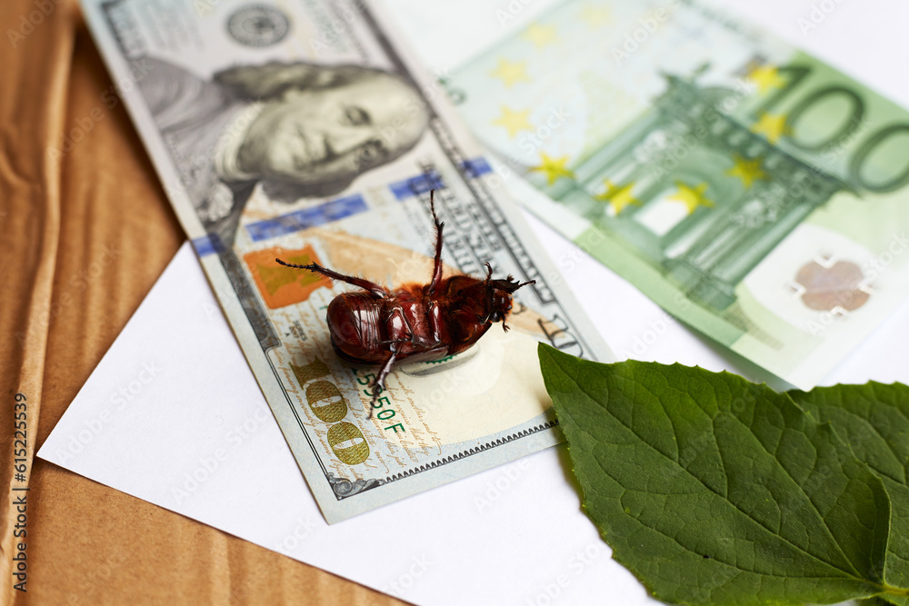 Beetle upside down lies on money bills. Sustainable practices ...
