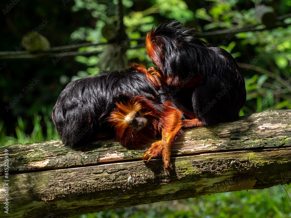 golden lion monkey - family lounging in the sun, cuddled monkeys Stock ...
