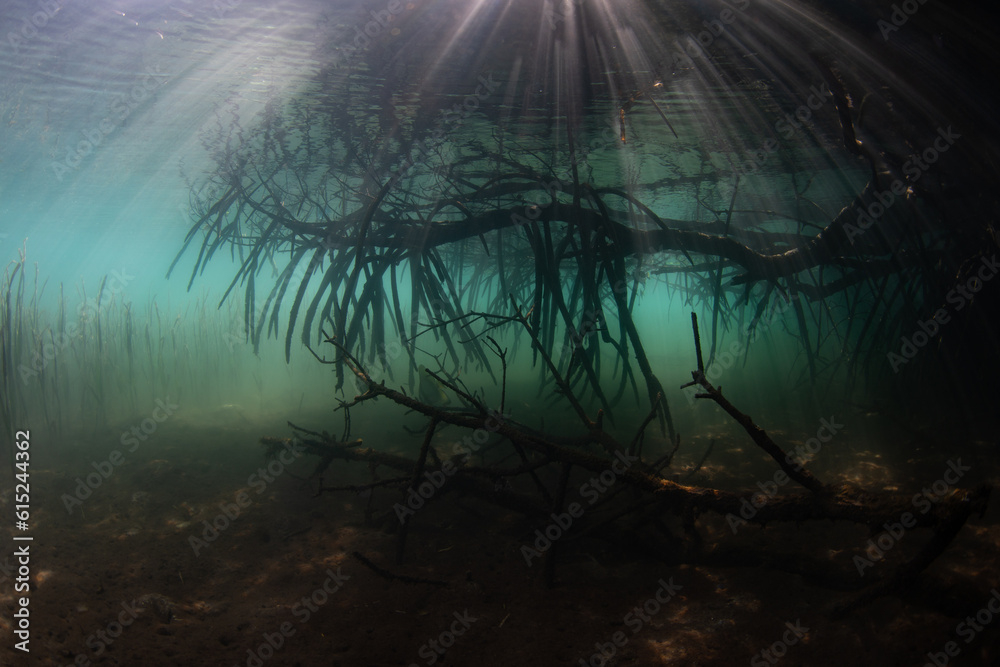 Beams of light filter into the dark shadows of a mangrove forest in ...