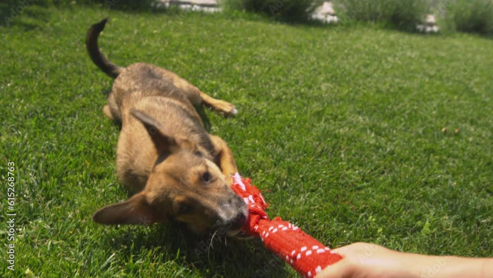 POV, CLOSE UP: Energetic brown puppy pulling a tug toy while playing ...