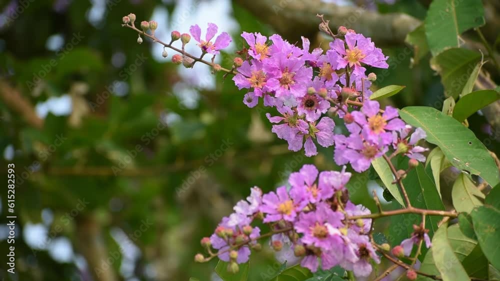 Queen's Flower, Jarul, Giant Crape-myrtle, Queen's Crape-myrtle, Banabá ...
