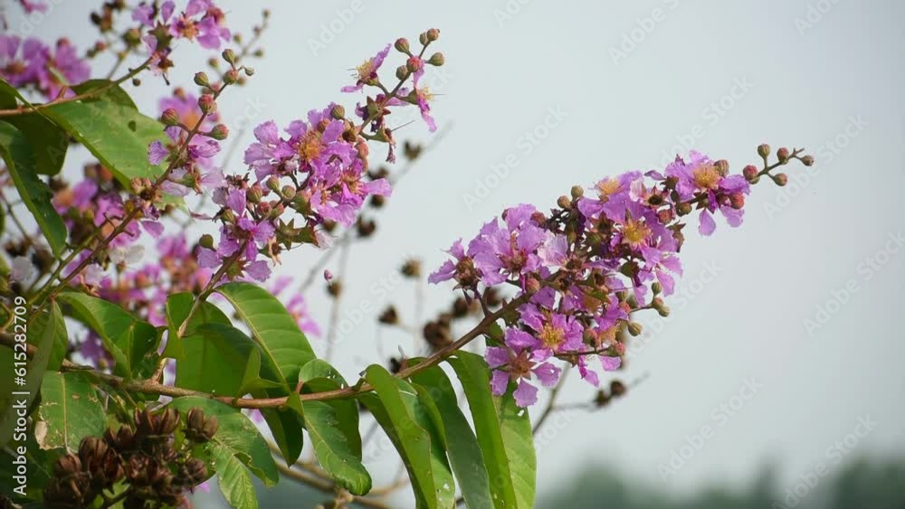 Queen's Flower, Jarul, Giant Crape-myrtle, Queen's Crape-myrtle, Banabá ...