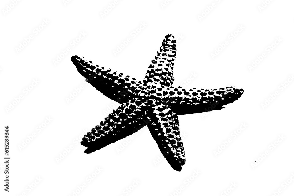 silhouette of starfish isolated on white background, invertebrate ...
