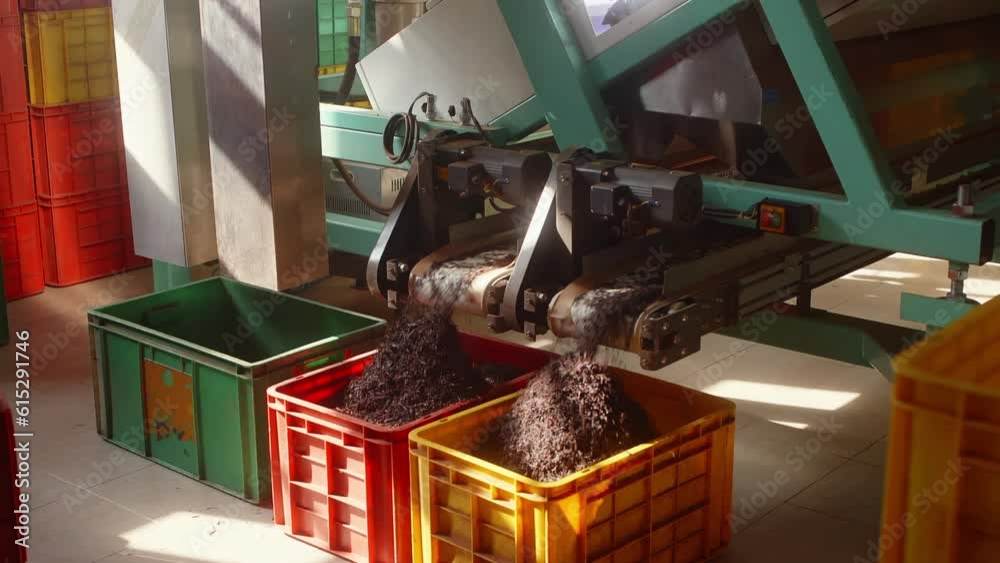 Working selecting Ceylon tea leaves machines on tea manufacturing ...