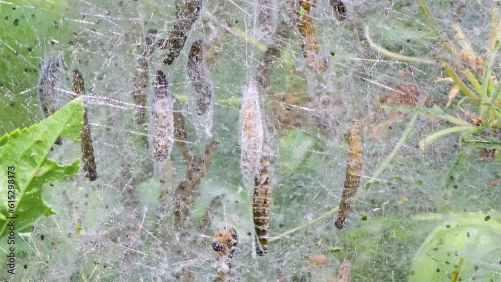 oak processionary moth caterpillar colony pest, larvas take over a tree ...