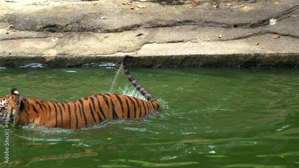 Close up shot of a critically endangered species, an apex predator ...