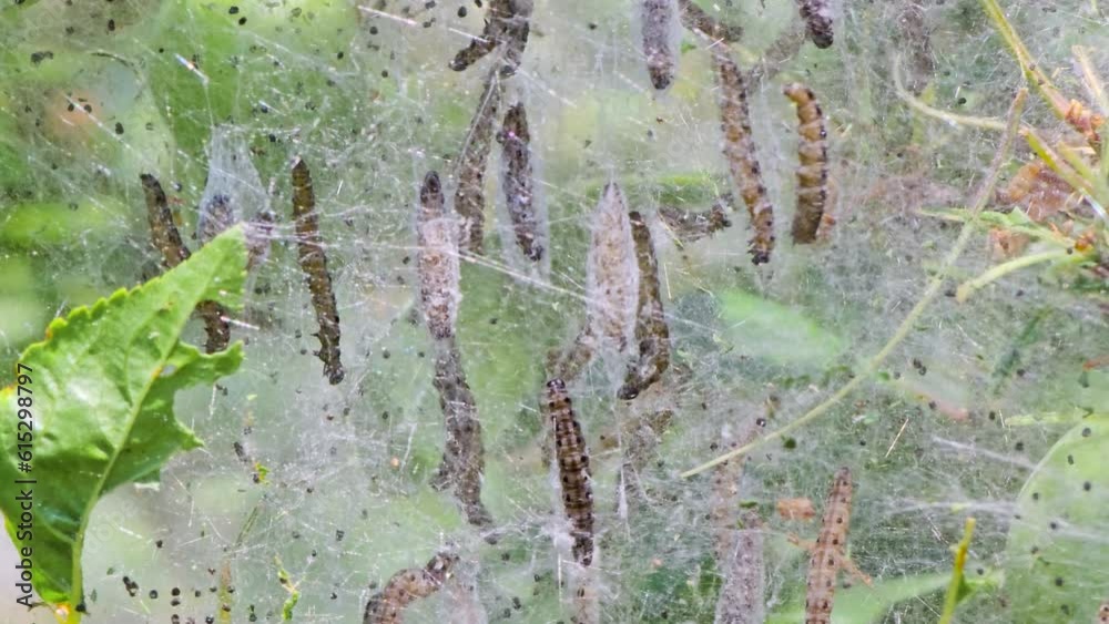 oak processionary moth caterpillar colony pest, larvas take over a tree ...