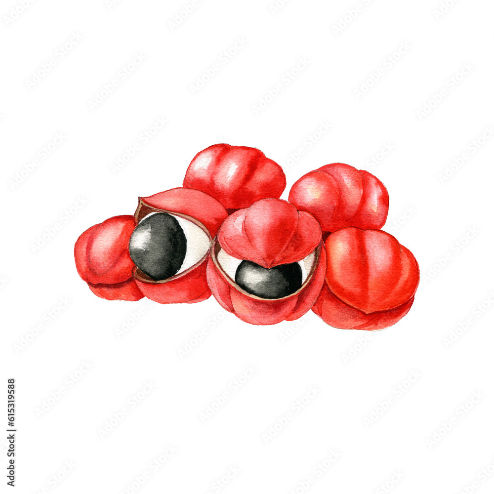 watercolor drawing guarana fruits isolated at white background, red ...