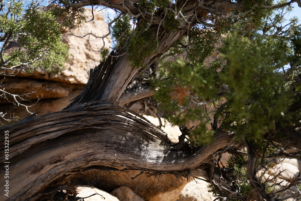 The textured, swooping bark texture of a juniper tree in the Mojave ...