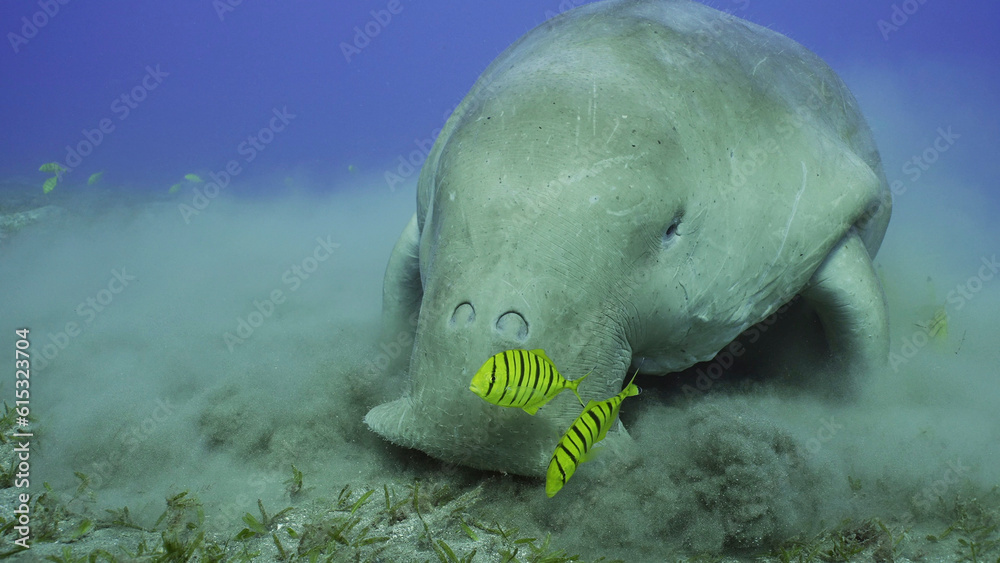 Portrait of Sea Cow eating algae on seagrass meadow. Dugong (Dugong ...
