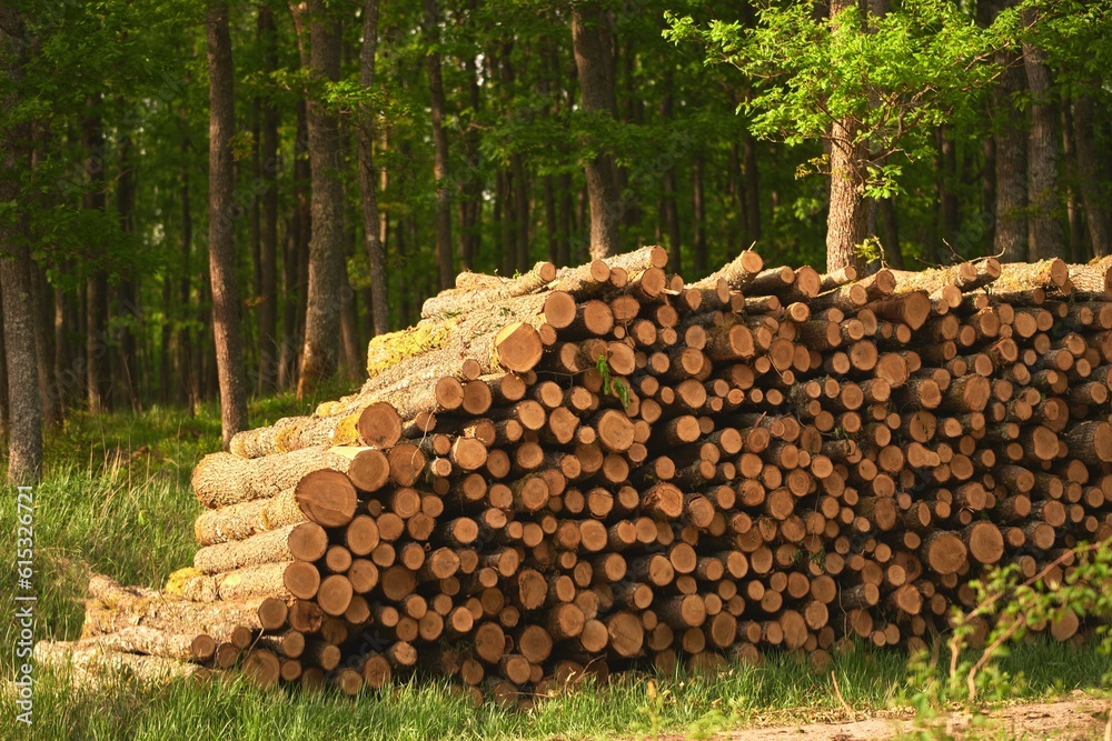 Poster Deforestation – Wall Art | UkPosters