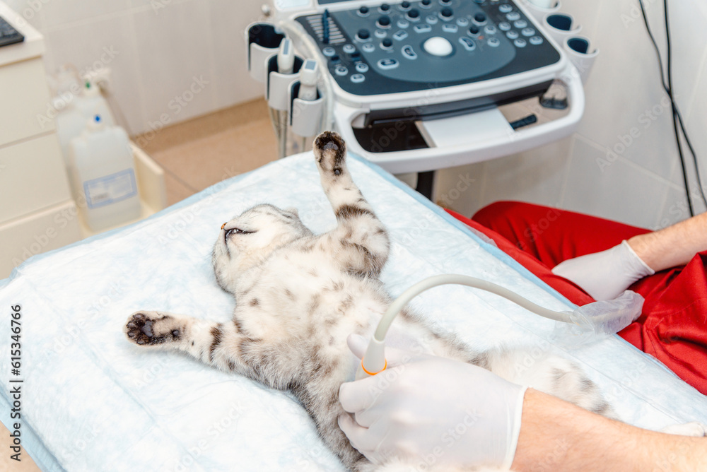 Scottish Fold cat laying on the table.A small gray cat during ...