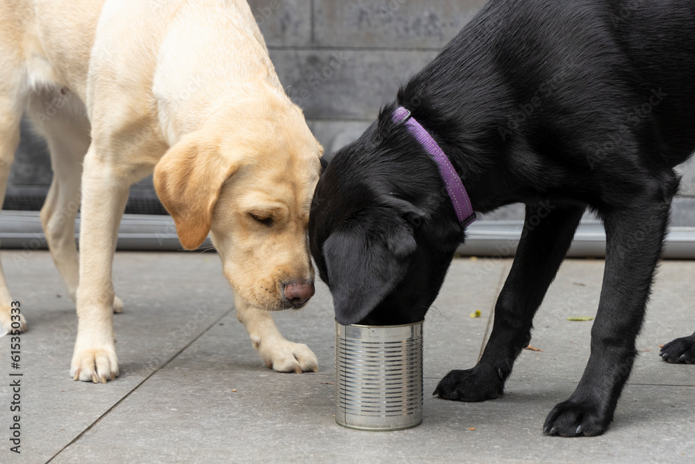 Foto de What does the black labrador in the can smell like? do Stock ...