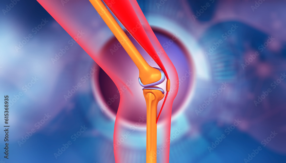 Human knee anatomy on scientific background. 3d illustration. Stock ...
