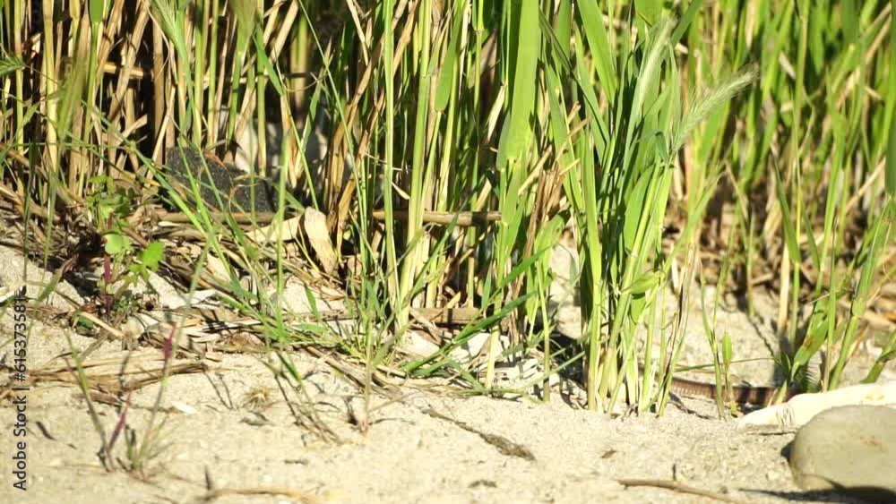 two big snakes in the grass, coiling and biting in a fight. Pseudopus ...