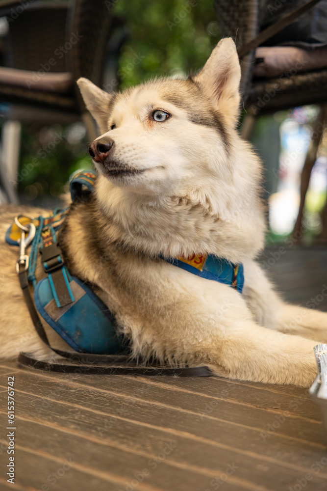 Siberian Husky portrait close up, Siberian Husky face. Husky dog muzzle ...