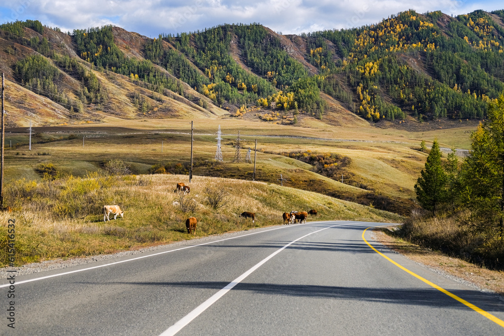 Serpentine asphalt road among high snow-capped mountain peaks, yellow ...