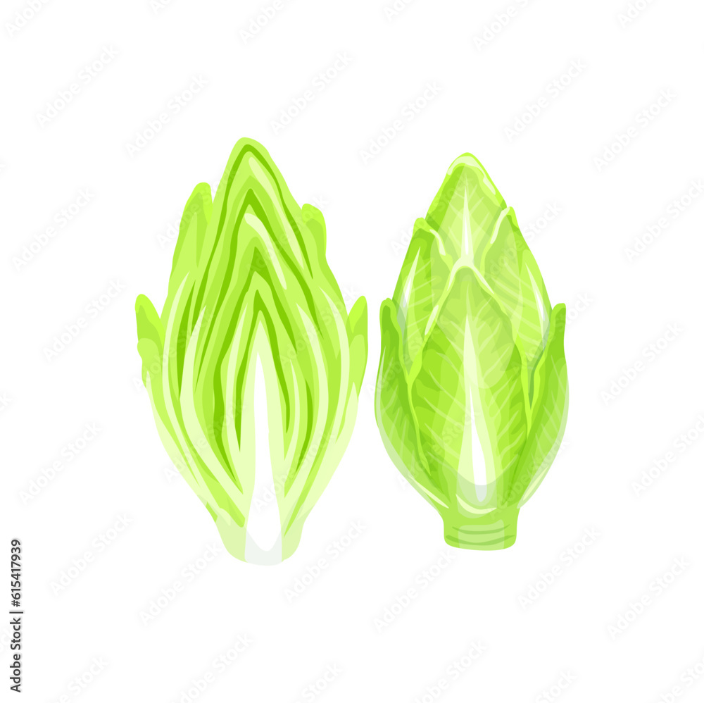 Cartoon chicory salad vegetable. Vegetarian food whole salad ...