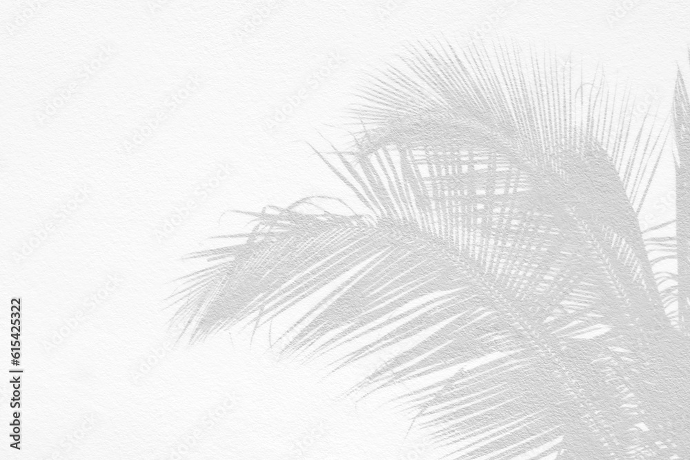 Gray shadow of natural palm leaf abstract background falling on white ...