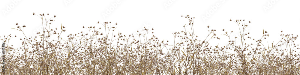 Dead plant field in nature, Grass field in summer, Tropical forest ...
