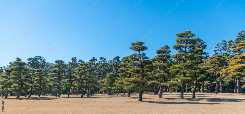 Foto de Beautiful panoramic view of Japanese pine trees in Park near ...
