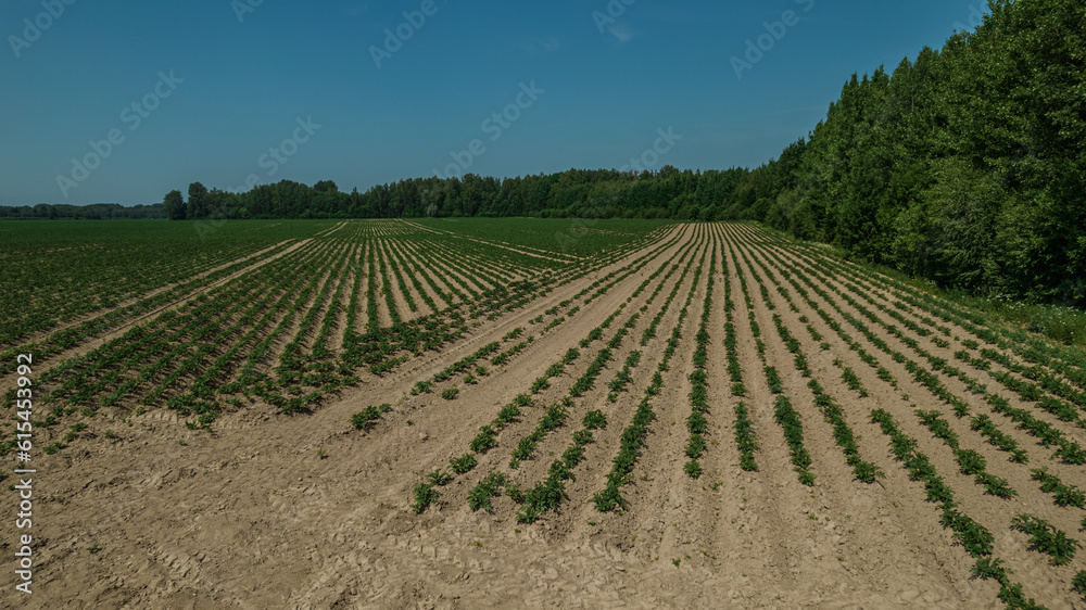 Potato field dry land. Natural crisis big drought. Ecological crisis in ...