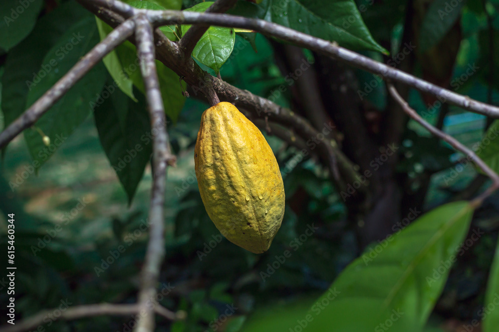 Yellow Cocoa pods grow on trees. The cocoa tree ( Theobroma cacao ...