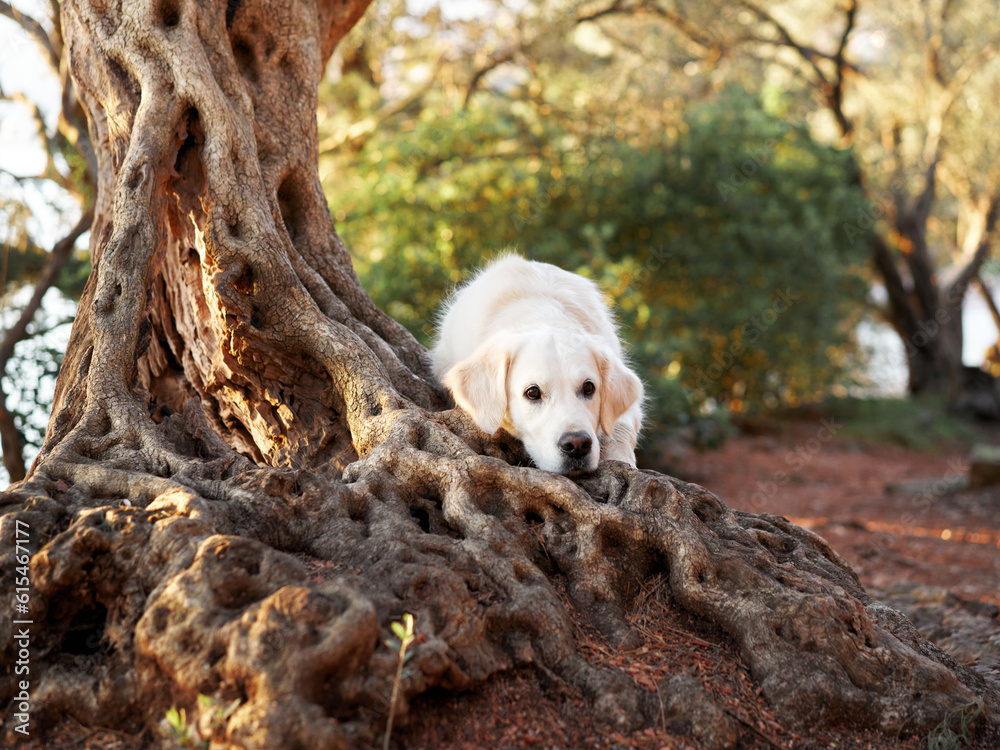 the dog put head on the root of an olive tree. Cute golden retriever in ...