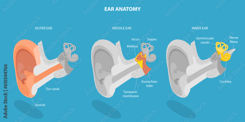 3D Isometric Flat Vector Conceptual Illustration of Human Ear Anatomy ...