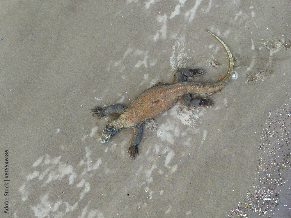 A Komodo dragon, Varanus komodoensis, lies on a remote beach in Komodo ...