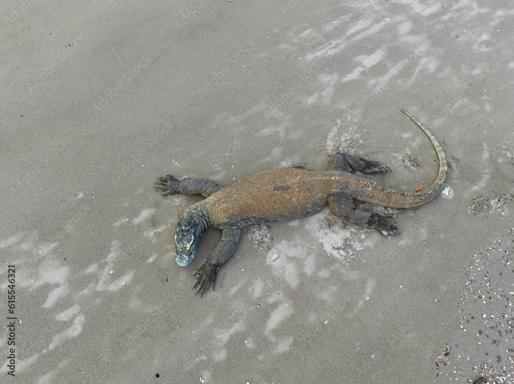 A Komodo dragon, Varanus komodoensis, lies on a remote beach in Komodo ...