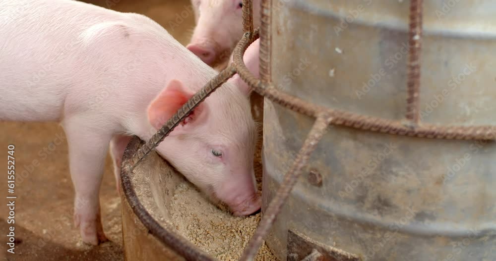 Pigs eat feed.Pigs eating from feeder and waterer at a pig farm.Piglet ...