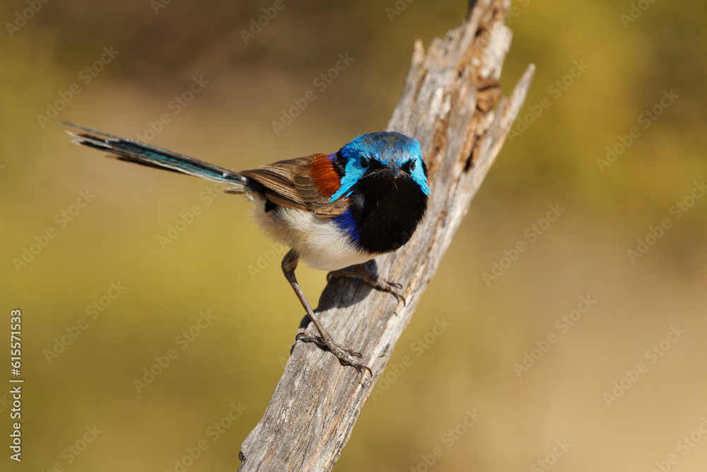 Purple-backed Fairywren - Malurus assimilis bird native to Australia ...